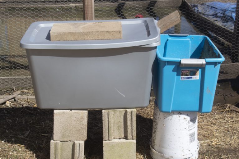 Black Soldier Fly Larvae Farming - Backyard Poultry